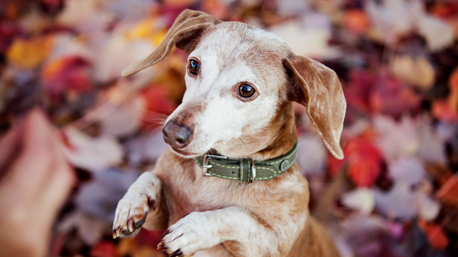 5 Ways To Get Your Pups Ready For Fall – Nature's Select Pet Food