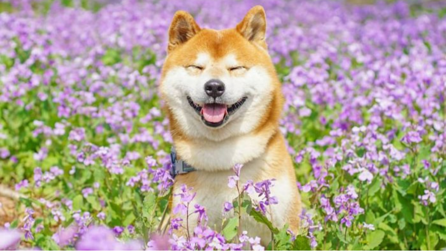 Happy Earth Day! – Nature's Select Pet Food