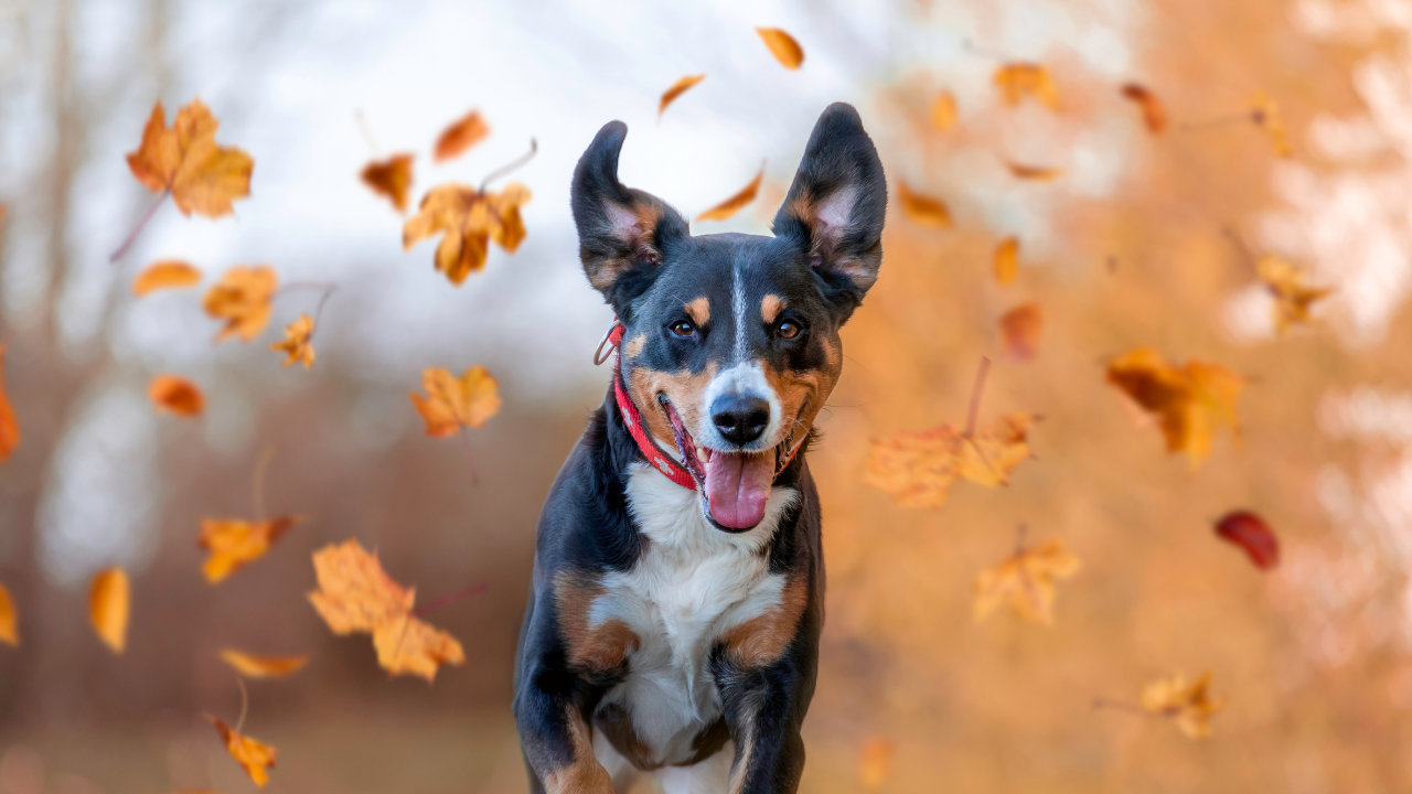 Fall Items Now Available – Nature's Select Pet Food