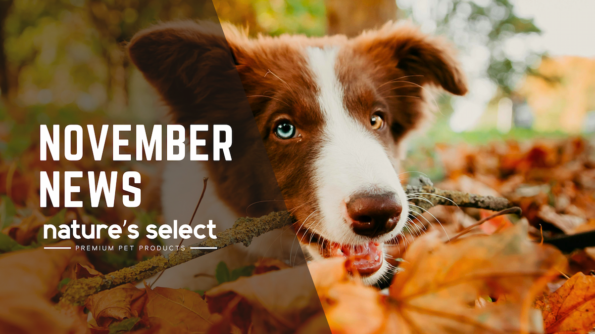 November Newsletter – Nature's Select Pet Food